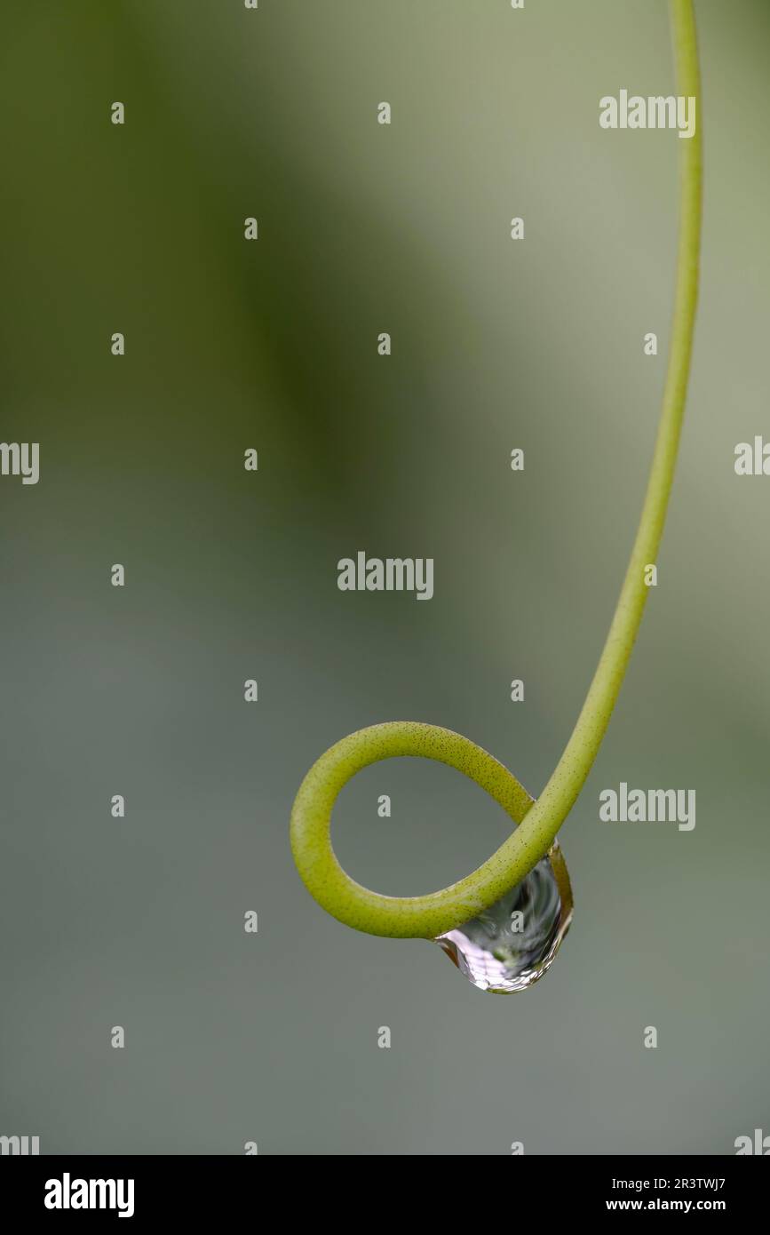 Plant tendril hi-res stock photography and images - Alamy