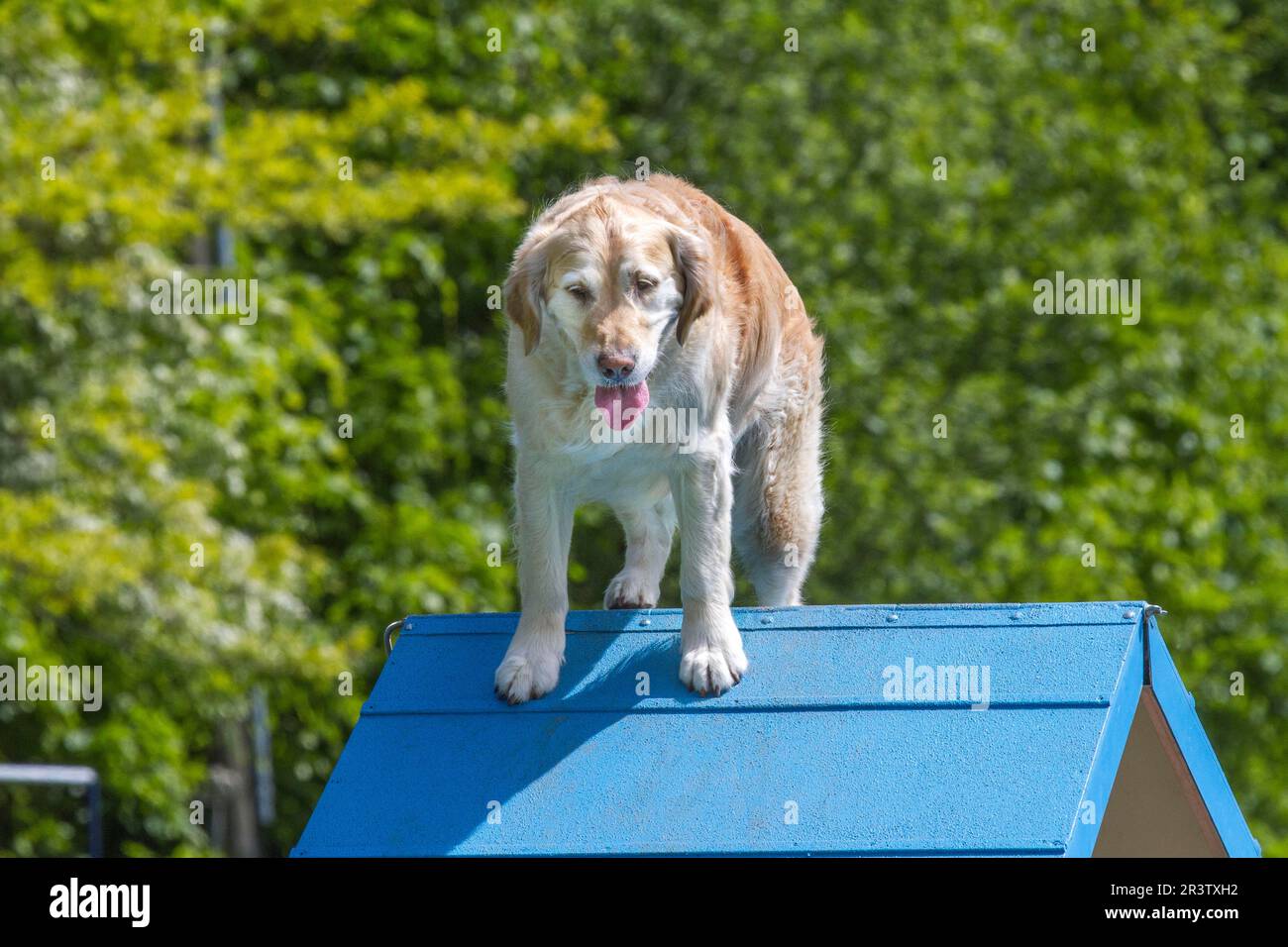 Tired golden retriever hi-res stock photography and images - Alamy