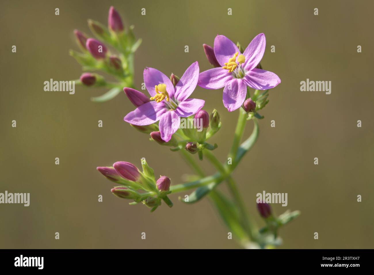 Centaurium plant hi-res stock photography and images - Alamy
