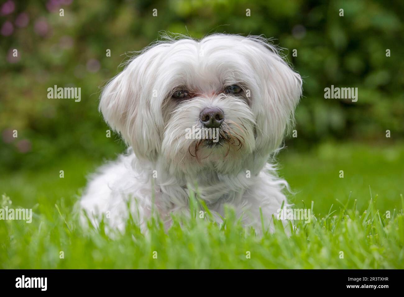 Maltese dog family hi-res stock photography and images - Alamy