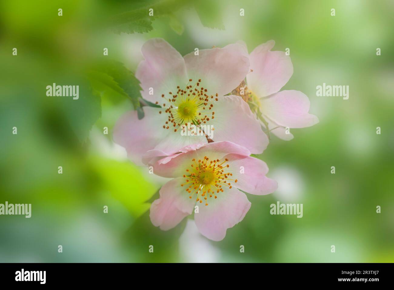 Bush rosa canina hi-res stock photography and images - Alamy