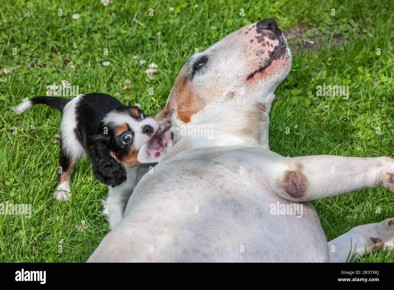 Bull terrier and Cavalier King Charles spaniel, puppy, tricolour Stock ...