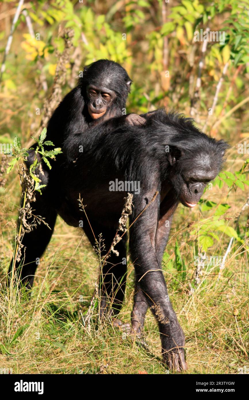 Bonobo (Pan paniscus), female with young on back Stock Photo - Alamy