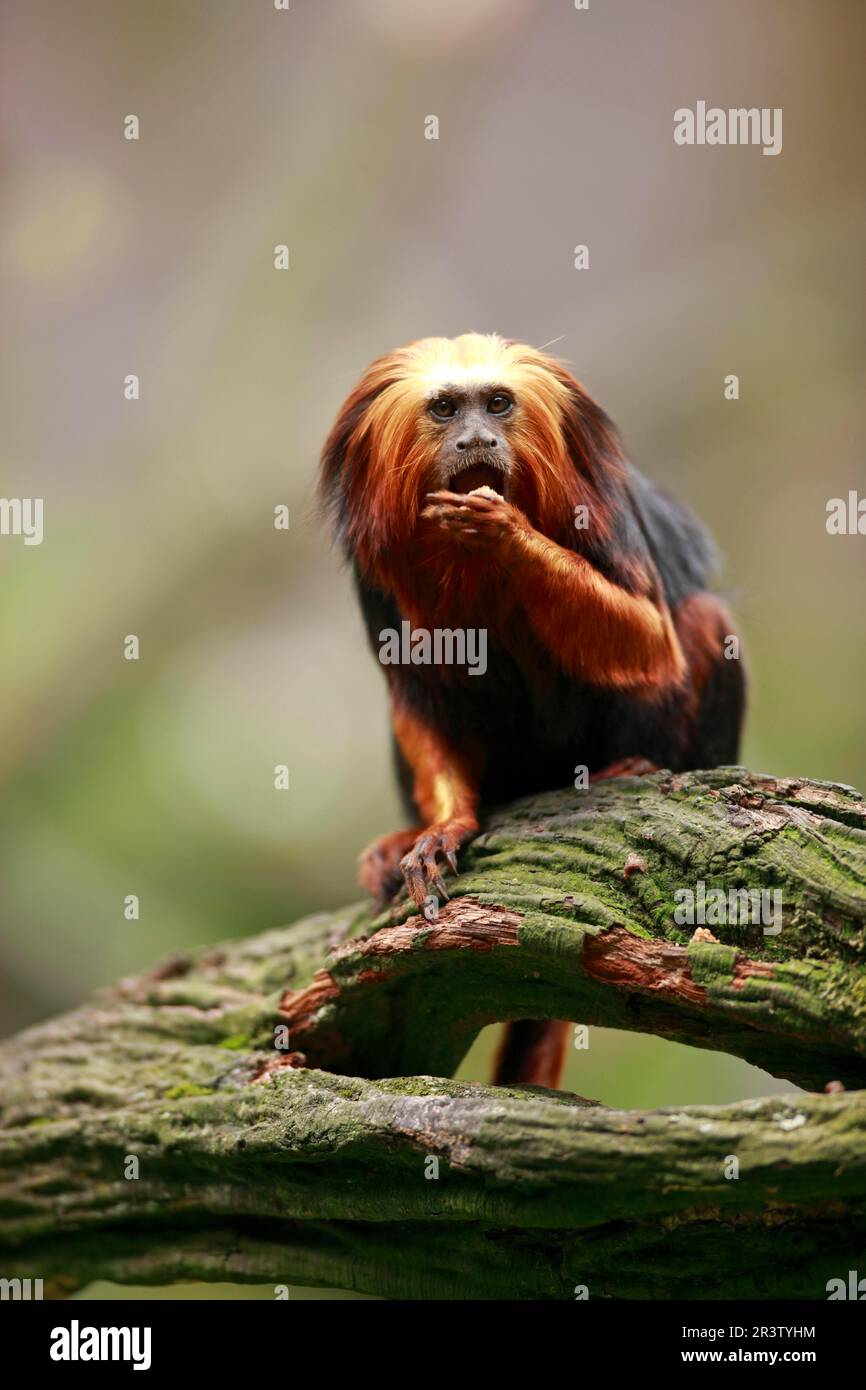 Golden-headed lion tamarin (Leontopithecus chrysomelas Stock Photo - Alamy