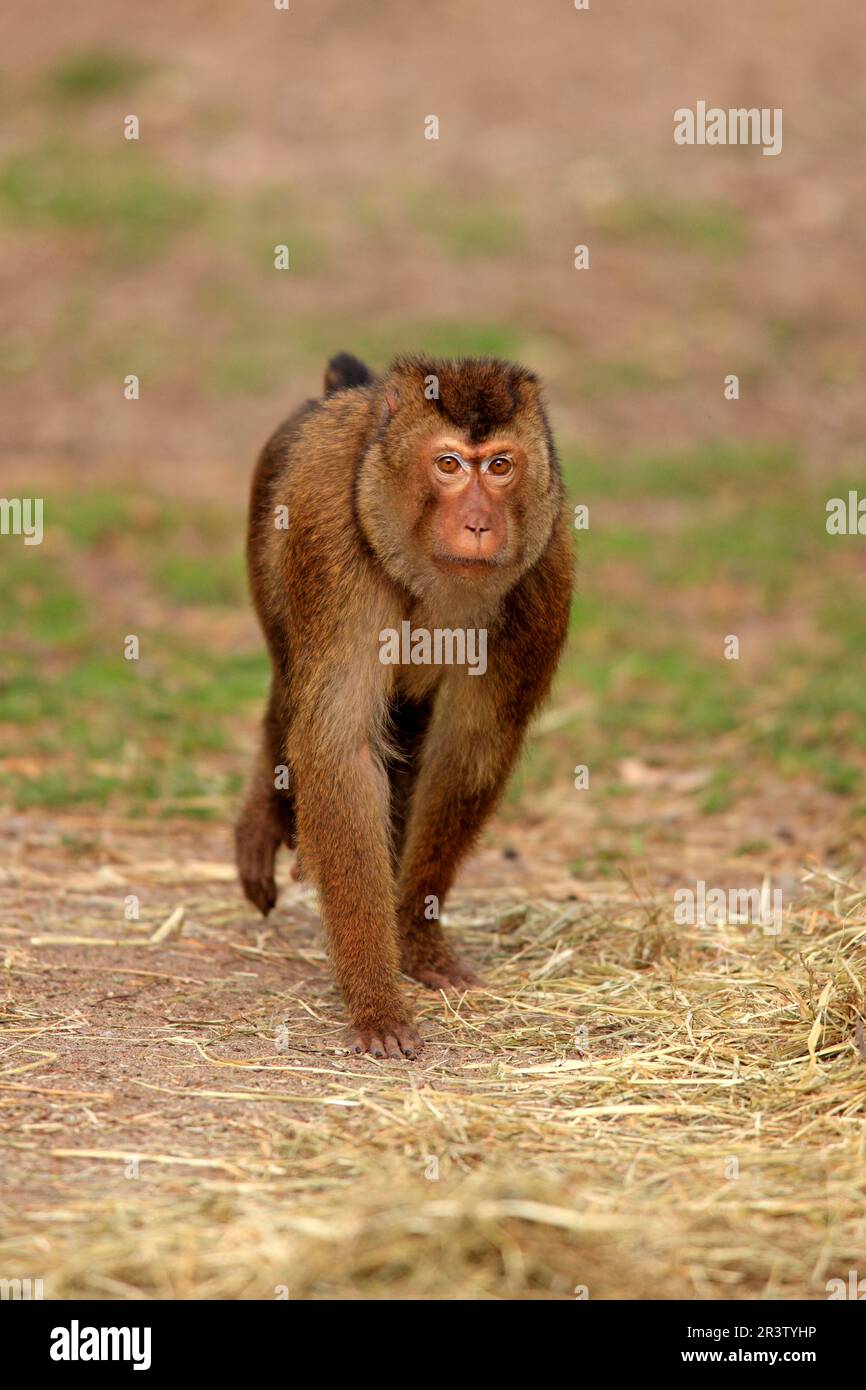 Southern southern pig-tailed macaque (Macaca nemestrina), adult female ...