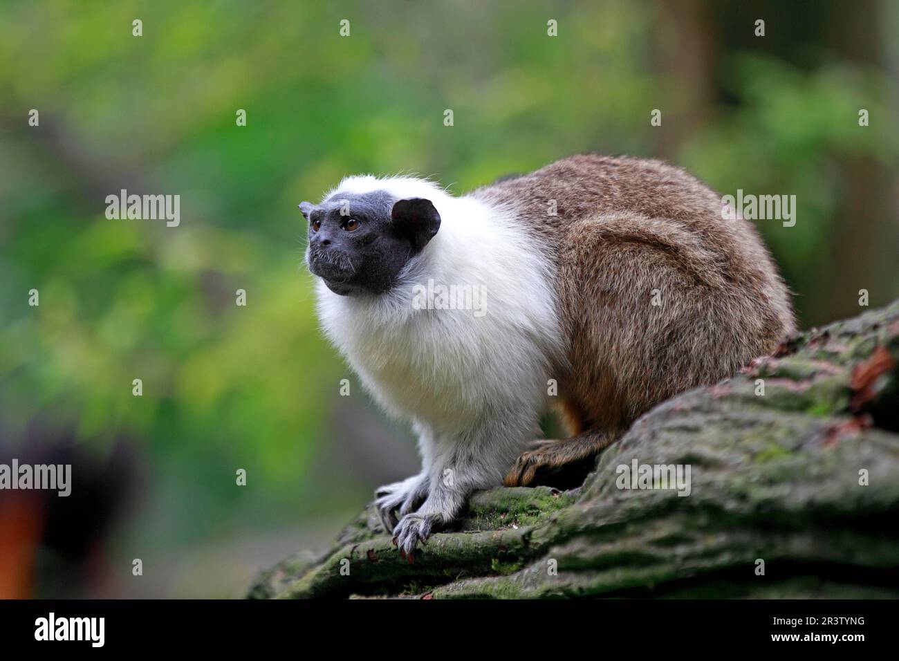 Pied tamarin (Saguinus bicolor Stock Photo - Alamy