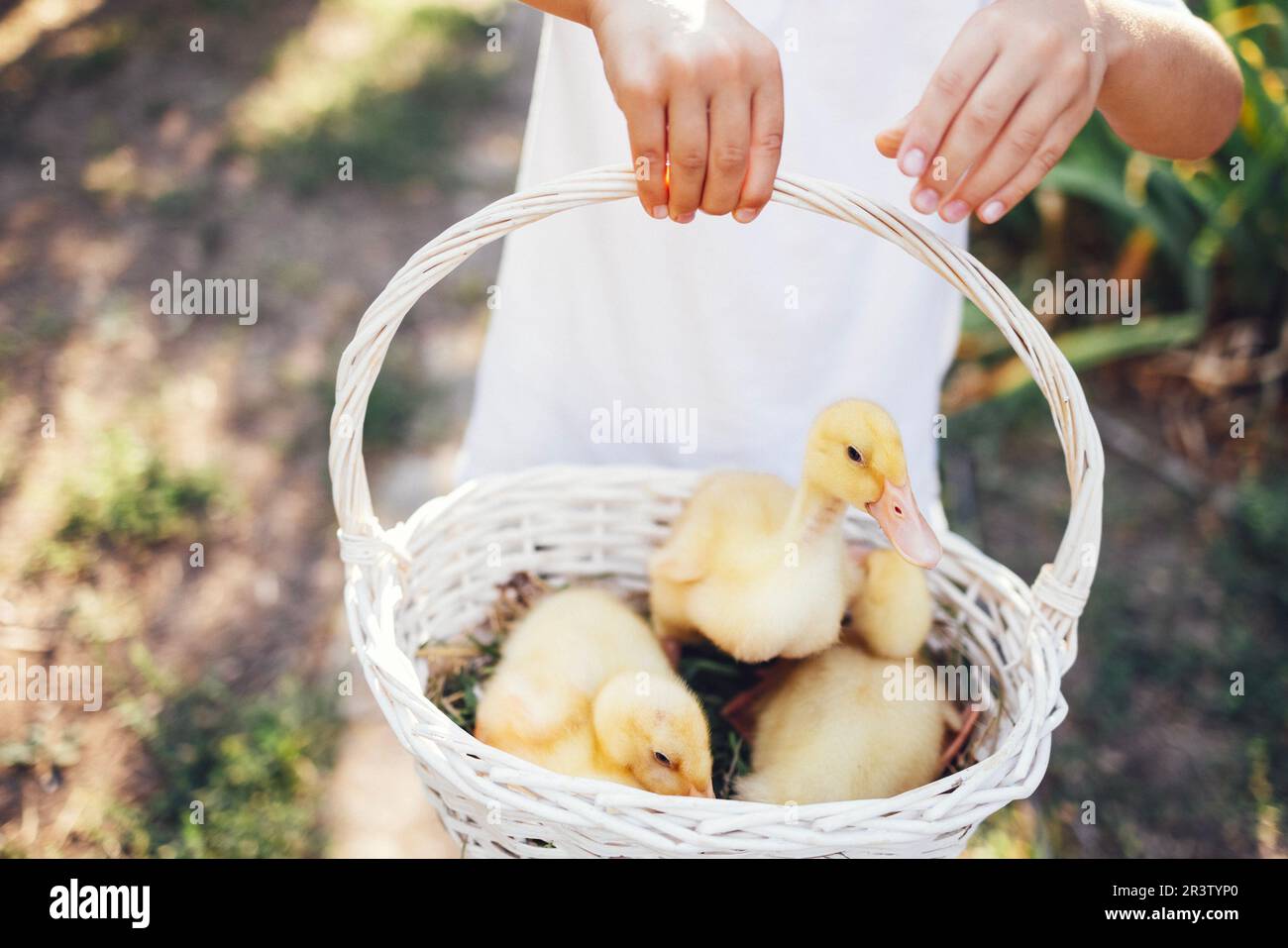 Small boy in a white t-shirt is holding a pottle with cute pet ...