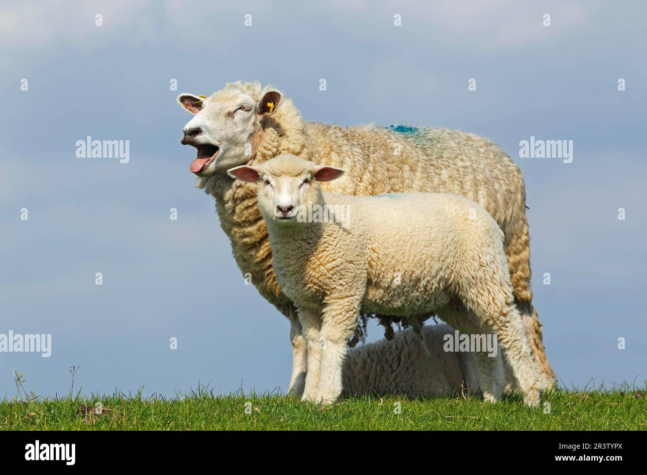 Domestic communication hi-res stock photography and images - Alamy