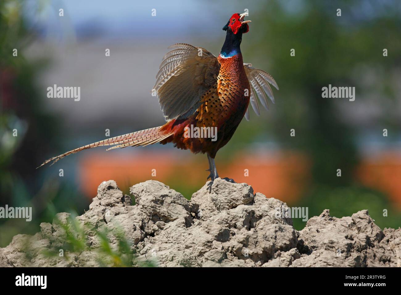 Game pheasant (Phasianus colchicus), male, courtship Stock Photo - Alamy
