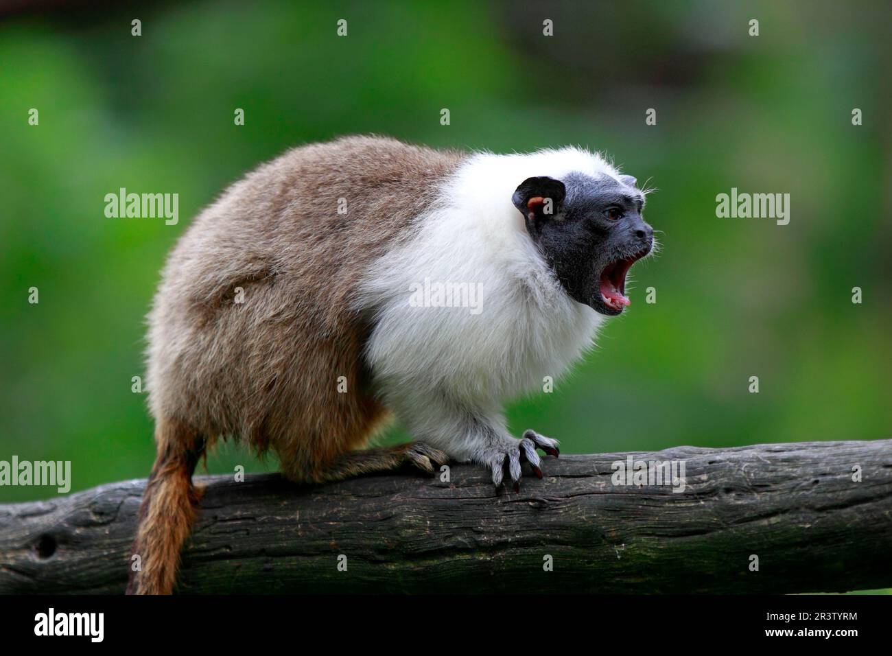 Pied tamarin hi-res stock photography and images - Alamy