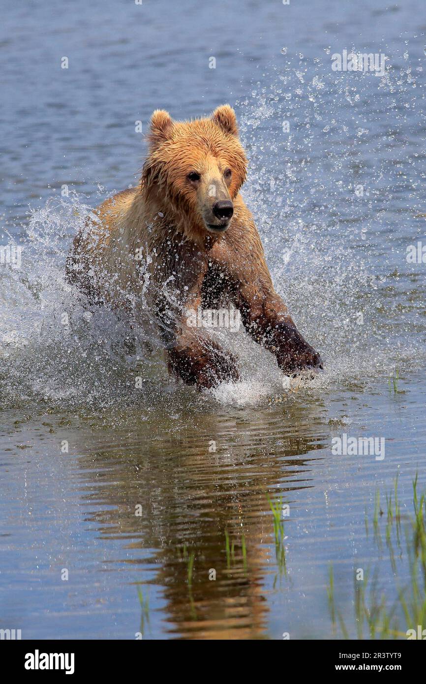Grizzly Bear (Ursus arctos horribilis), adult hunting in water in summer, Brookes River, Katmai ...
