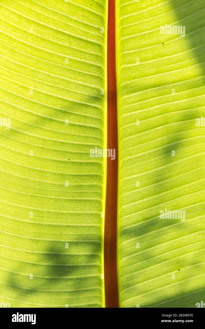 Ensete ventricosum, banana in back light Stock Photo - Alamy