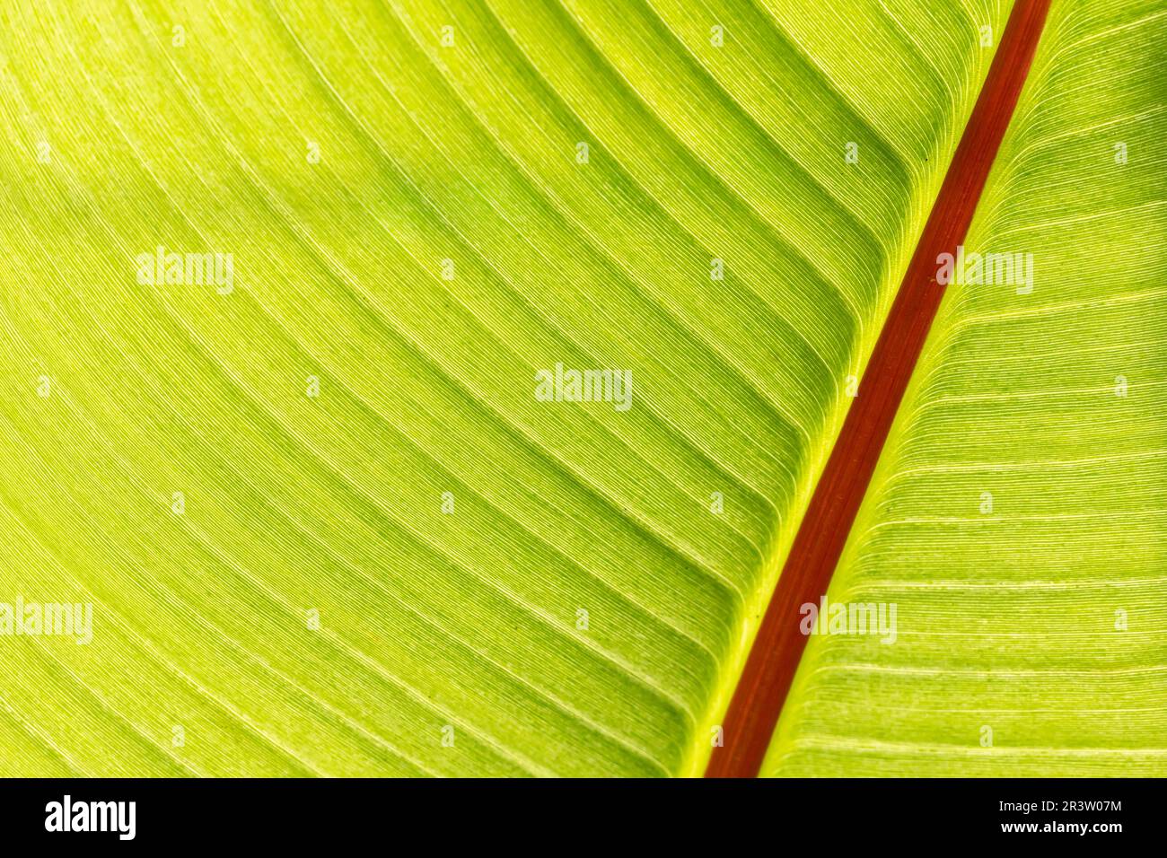 Ensete ventricosum, banana in back light Stock Photo - Alamy