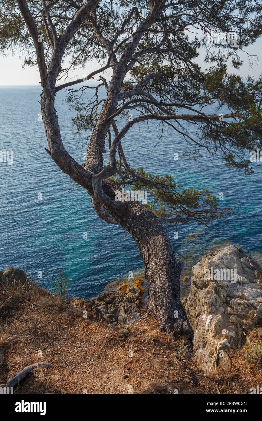 Pointe du Layet, old pine tree near Cavaliere, Le Levandou, CÃ´te d ...