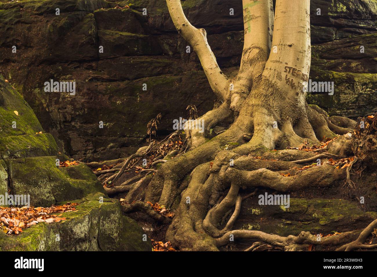 Tecklenburg, witch kitchen, tree roots, rocks, Tecklenburger Land ...