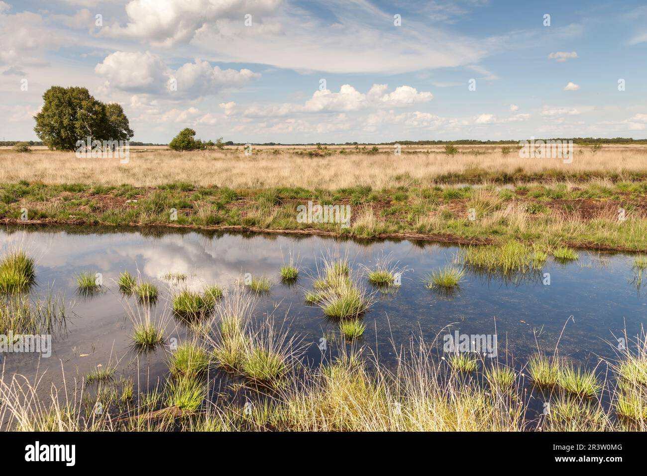 Oppenweher Moor, landscape in May, a high moor in North Rhine ...