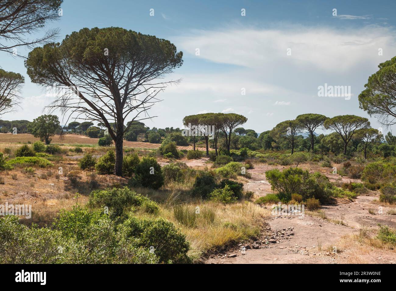 Pine forest with umbrella pines (Pinus pinea) in the Massif des Maures ...