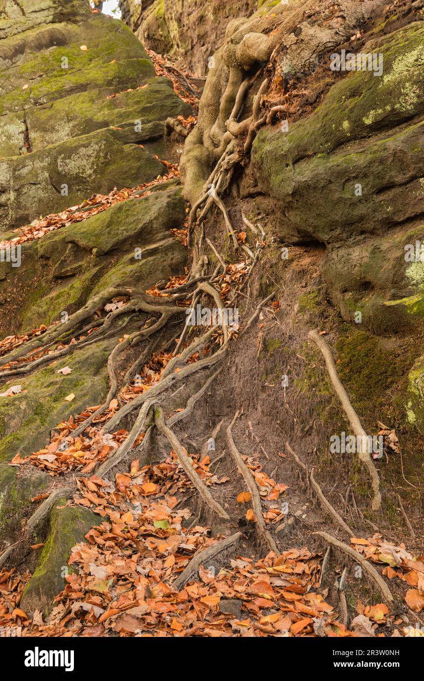 Tecklenburg, witch kitchen, tree roots, rocks, Tecklenburger Land ...