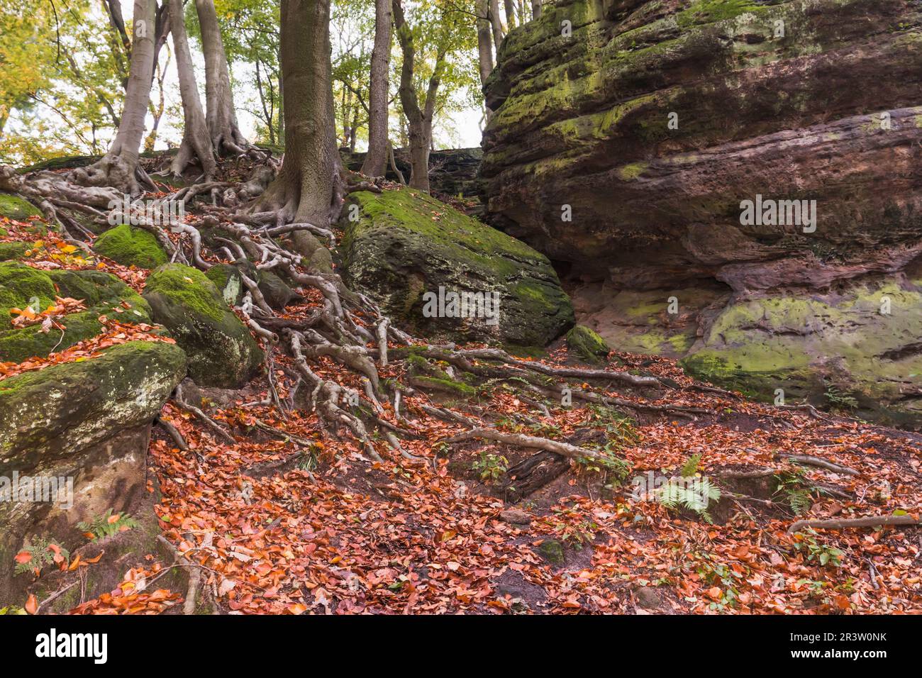 Tecklenburg, witch kitchen, tree roots, rocks, Tecklenburger Land ...