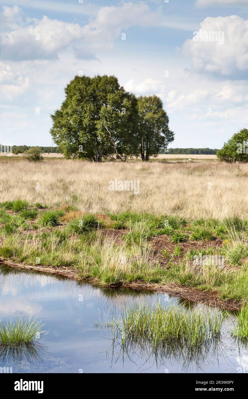 Oppenweher Moor, landscape with pond in May, a high moor in North Rhine ...