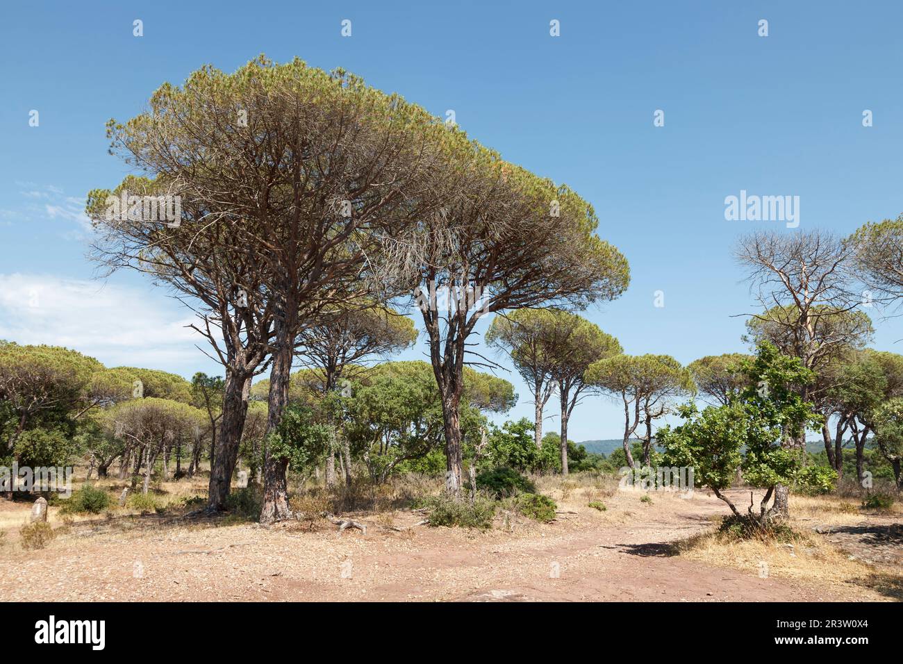Pine forest with umbrella pines (Pinus pinea) in the Massif des Maures ...