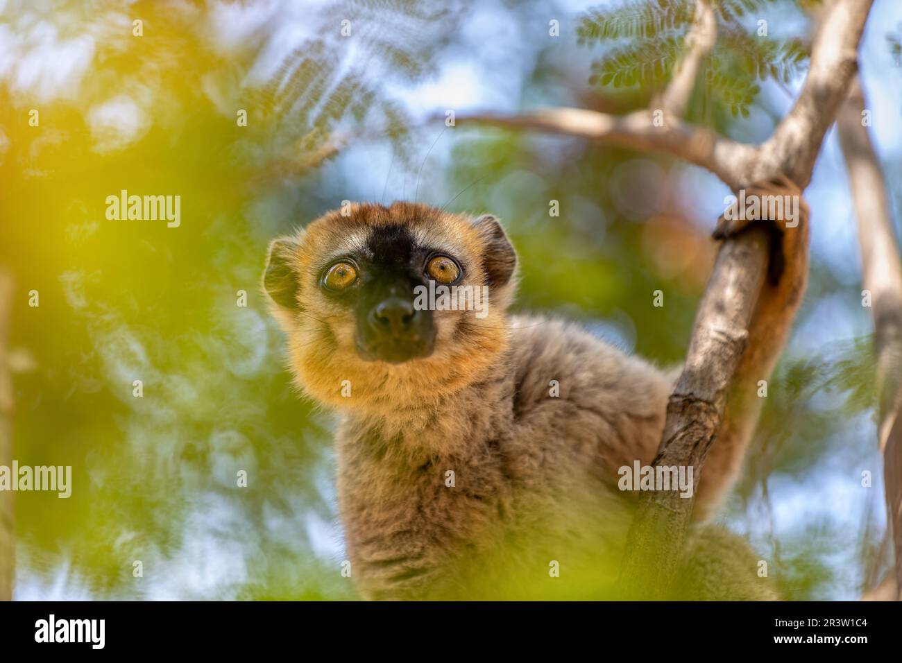 Red-Fronted Lemur, Eulemur Rufifrons, Madagascar wildlife animal Stock ...