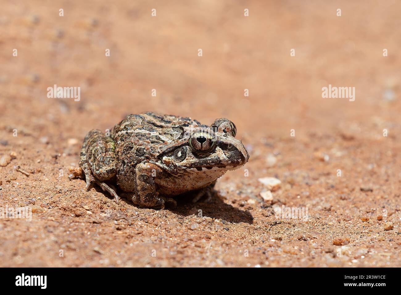 Laliostoma labrosum, Ambalavao, Andringitra National Park, Madagascar ...