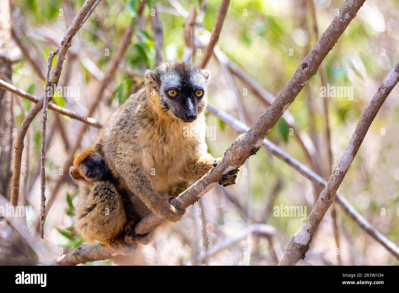 Lemur a front roux hi-res stock photography and images - Alamy