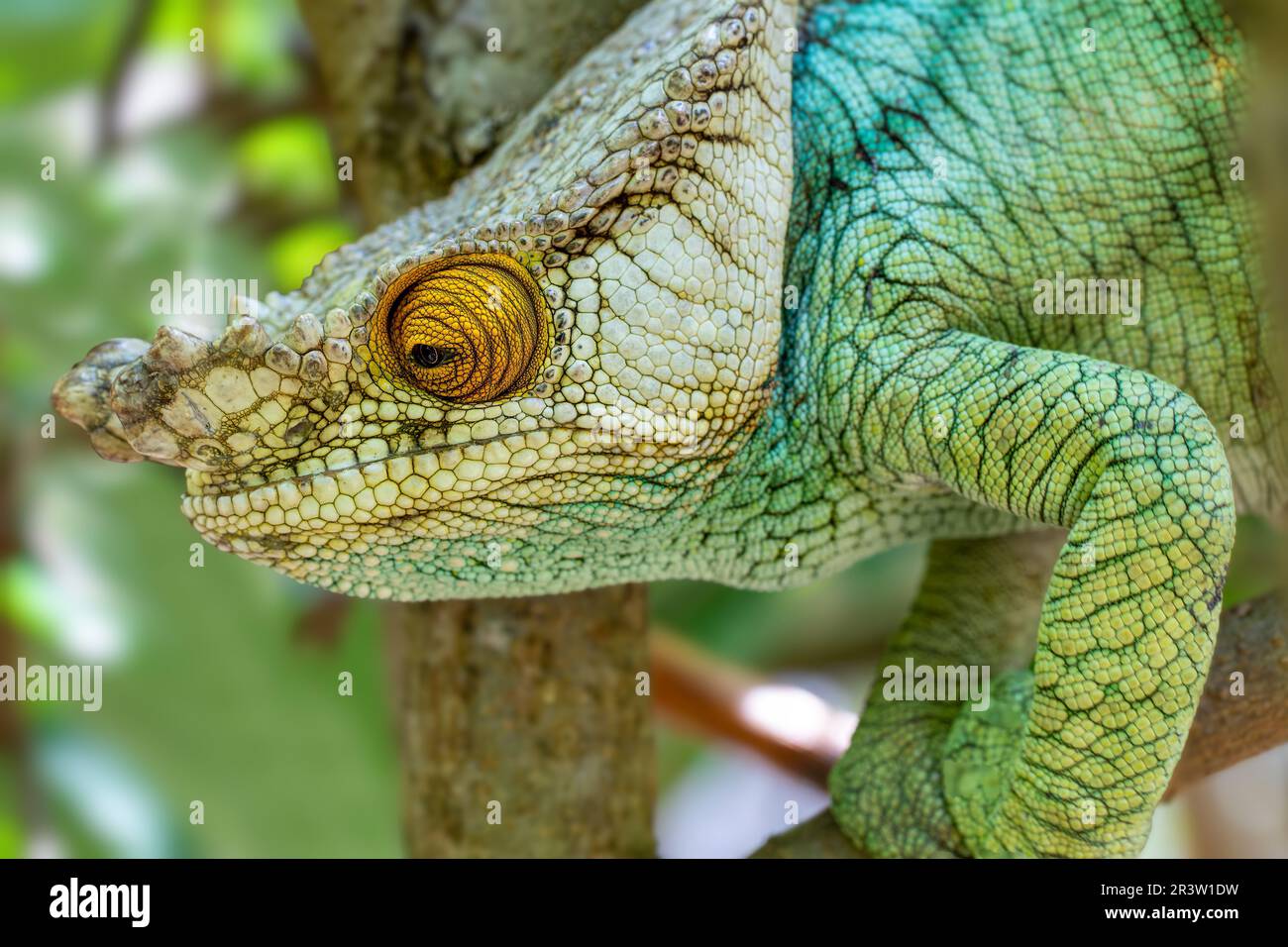 Parson's chameleon (Calumma parsonii) is a large endemic species of chameleon in the family ...