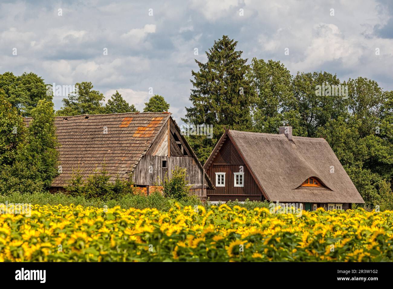 Homestead with sunflower field in the Spreewald Stock Photo - Alamy
