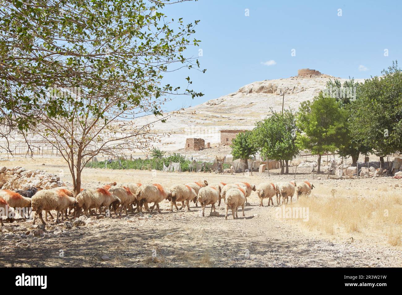 The ancient city of Sogmatar in Sanliurfa, Turkey, was long a religious ...