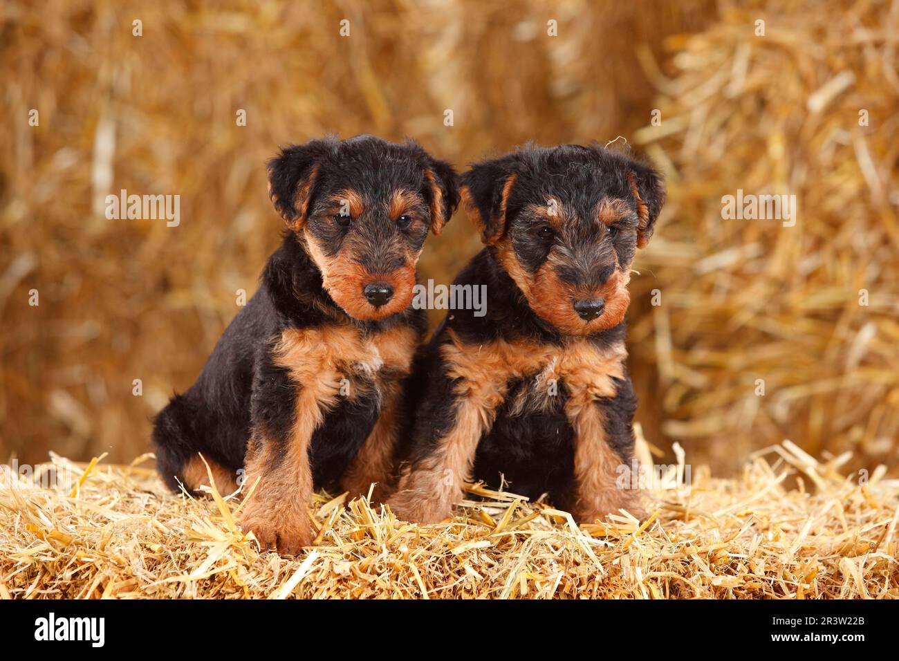Welsh terrier puppies hi-res stock photography and images - Alamy