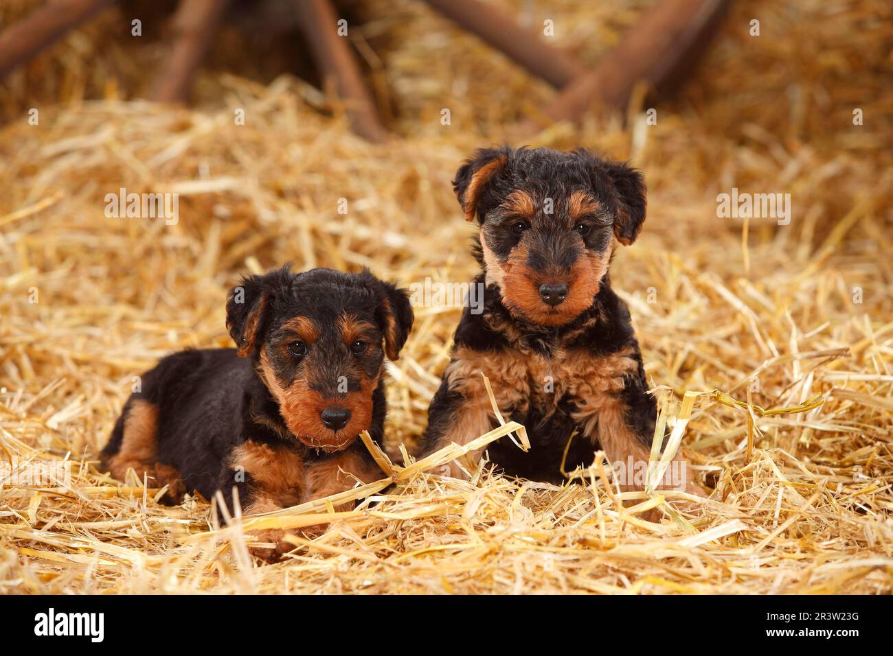 Welsh terrier puppies hi-res stock photography and images - Alamy
