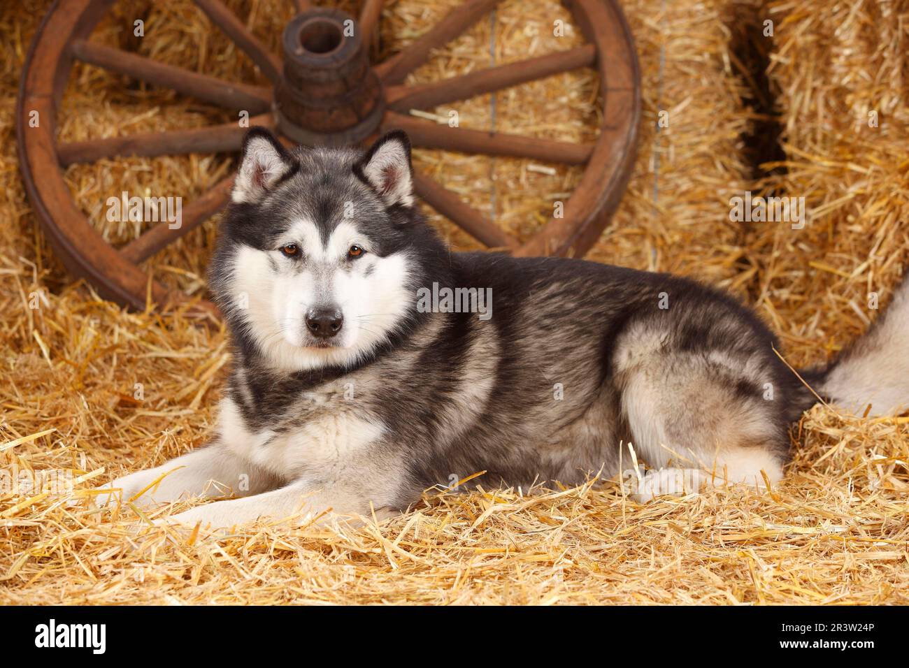 Side view alaskan malamute hi-res stock photography and images - Alamy