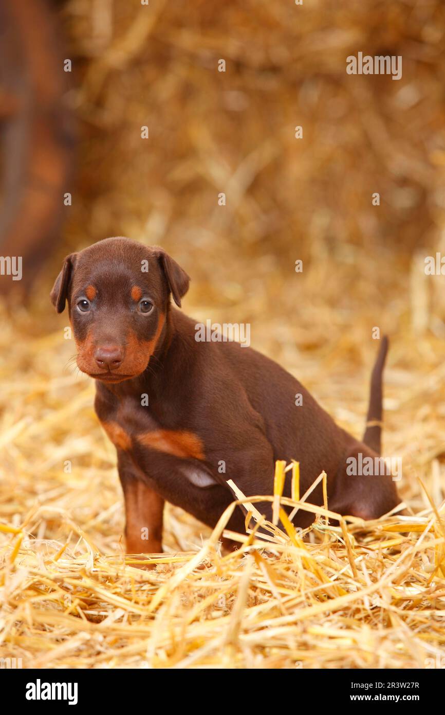 Doberman Pinscher, puppy, 5 weeks Stock Photo - Alamy