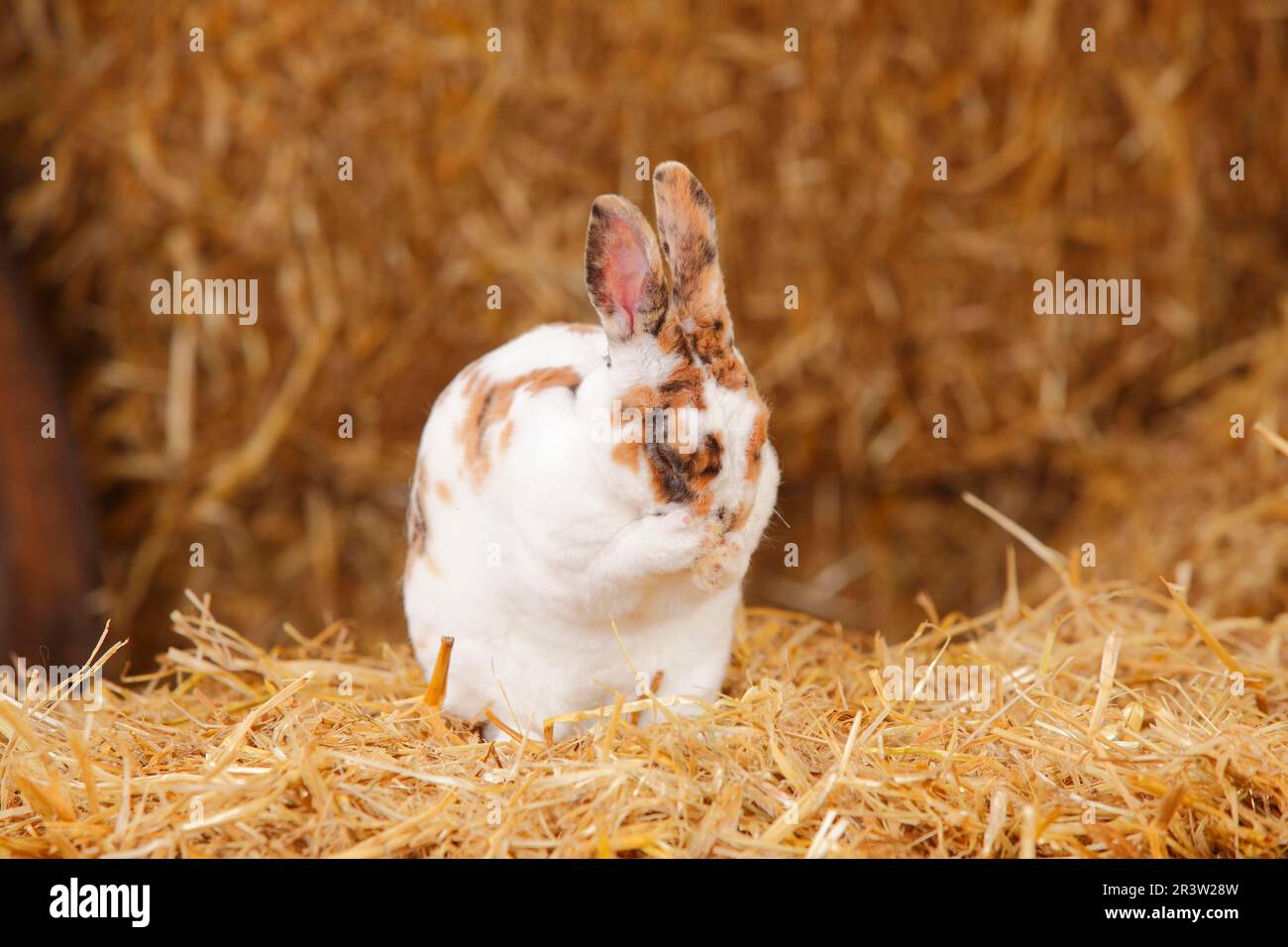 Dwarf Rex Rabbit, Dalmatian Tricolour, Domestic Rabbit, Dwarf Rex ...