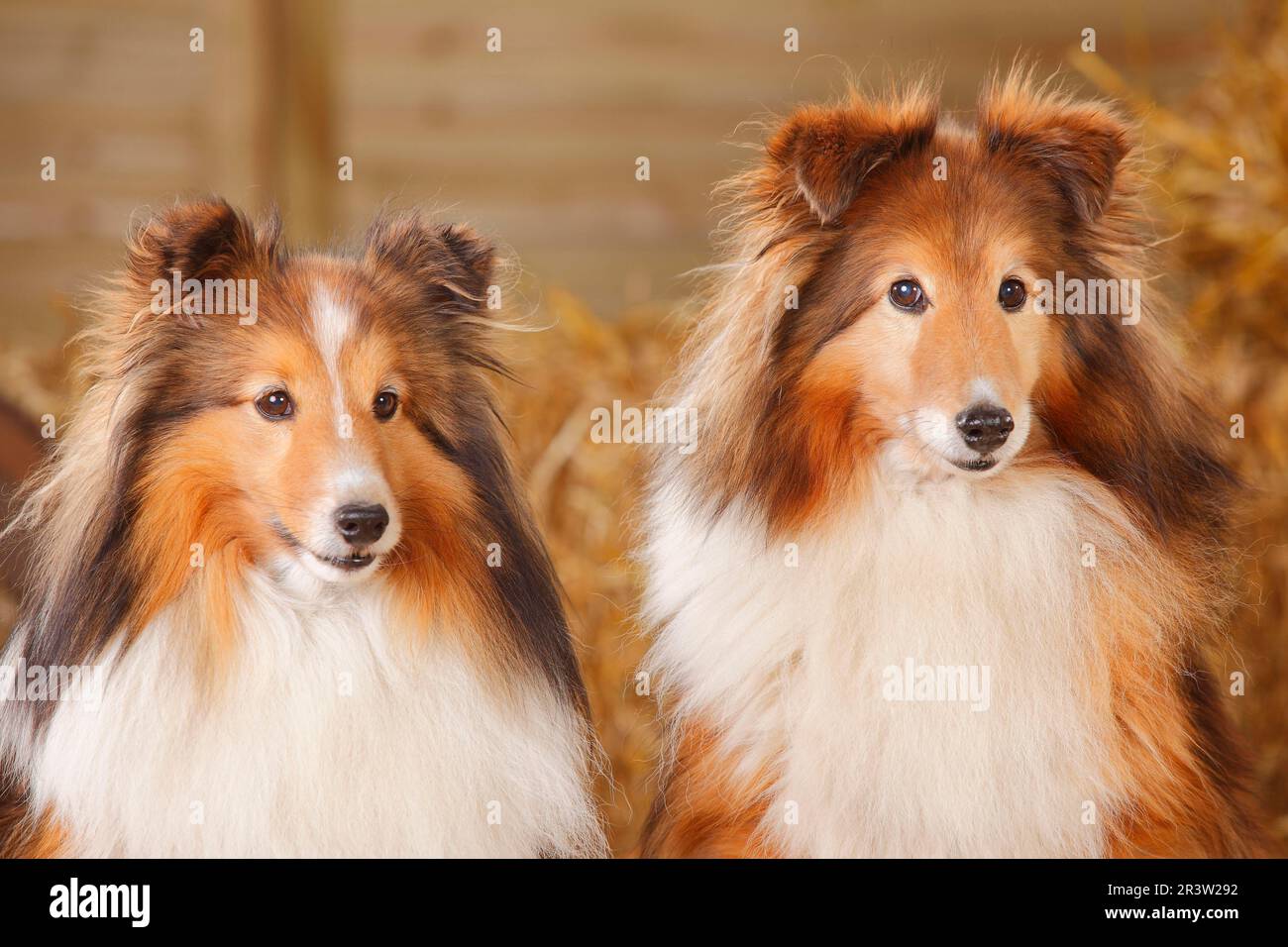 Sheltie years old shetland sheepdog hi-res stock photography and images ...