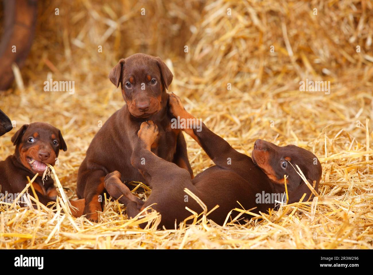 Doberman pinscher puppies hi-res stock photography and images - Alamy