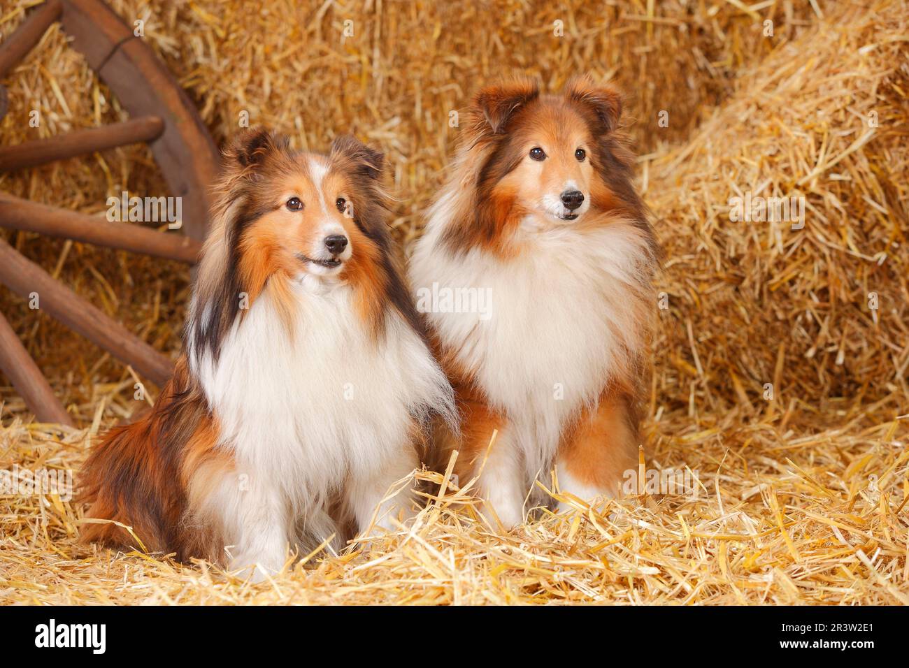 Sheltie years old shetland sheepdog hi-res stock photography and images ...