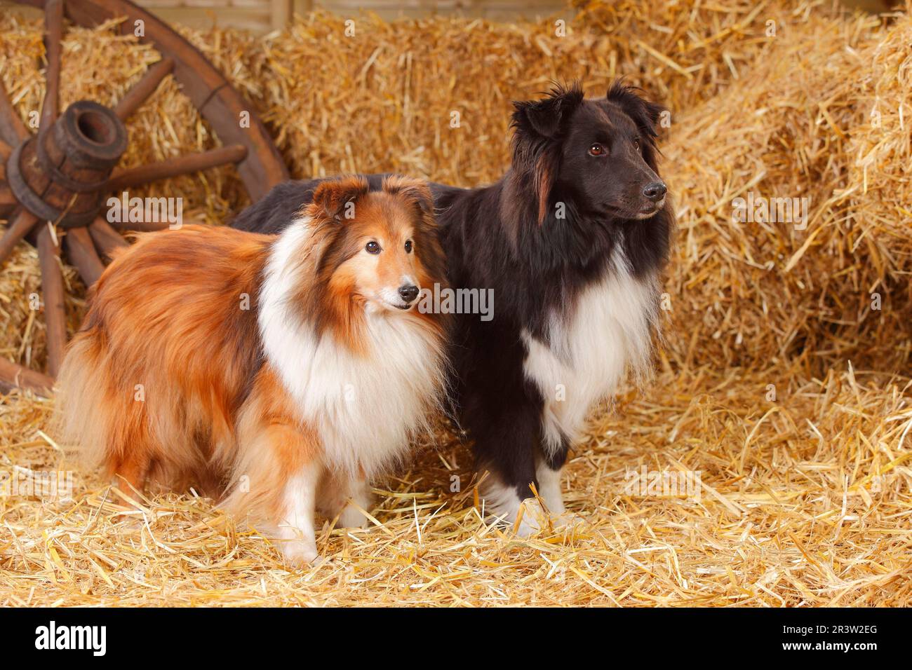 Sheltie, male, black-white and sable-white, Shetland Sheepdog Stock ...