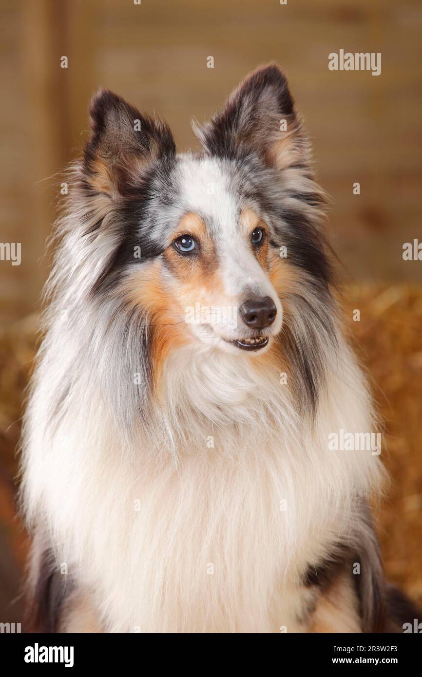Sheltie years old shetland sheepdog hi-res stock photography and images ...