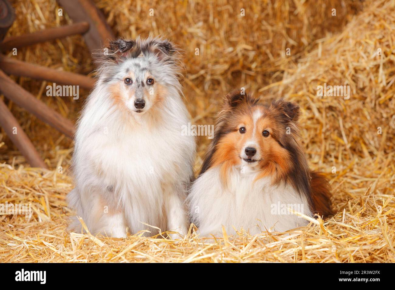 Sheltie, blue-merle and sable-white, 8 years old, 11 years old ...