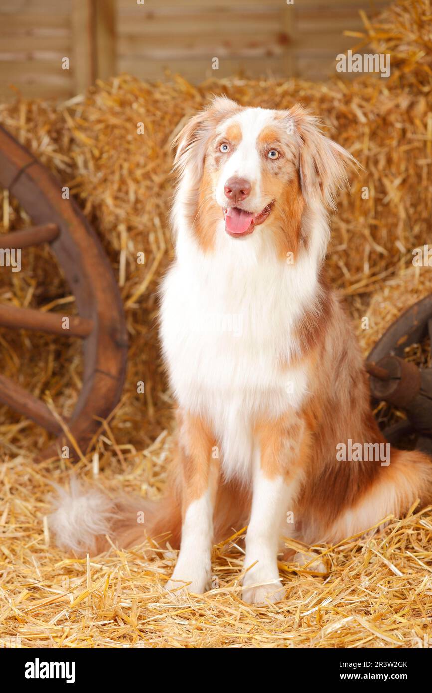 Male australian shepherd hi-res stock photography and images - Alamy
