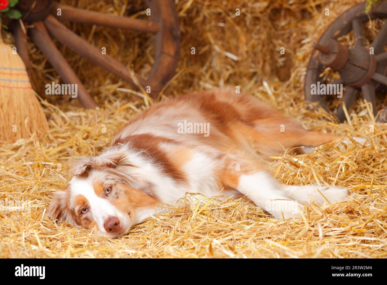 Australian Shepherd, male, red-merle Stock Photo - Alamy