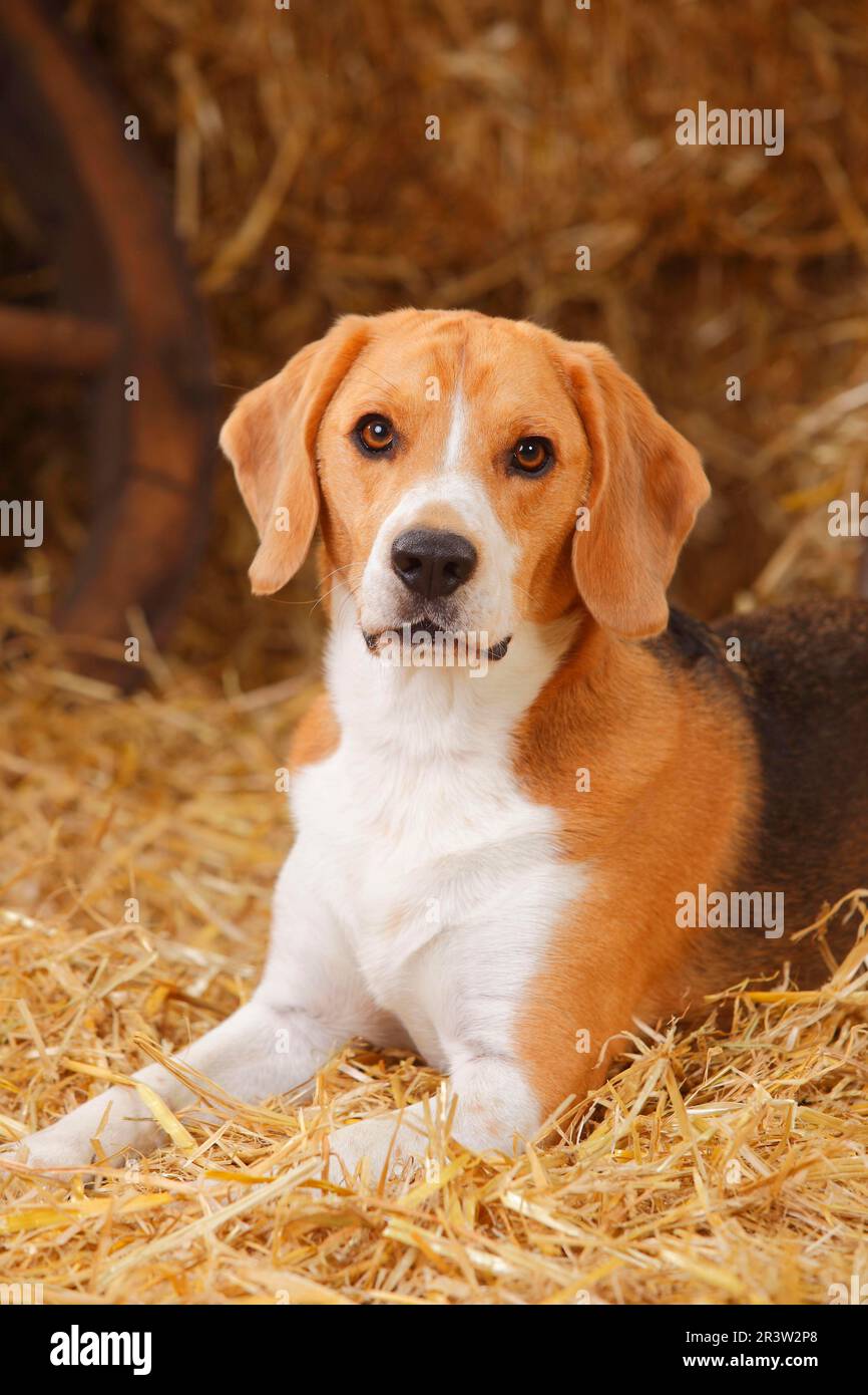 Beagle face hi-res stock photography and images - Alamy