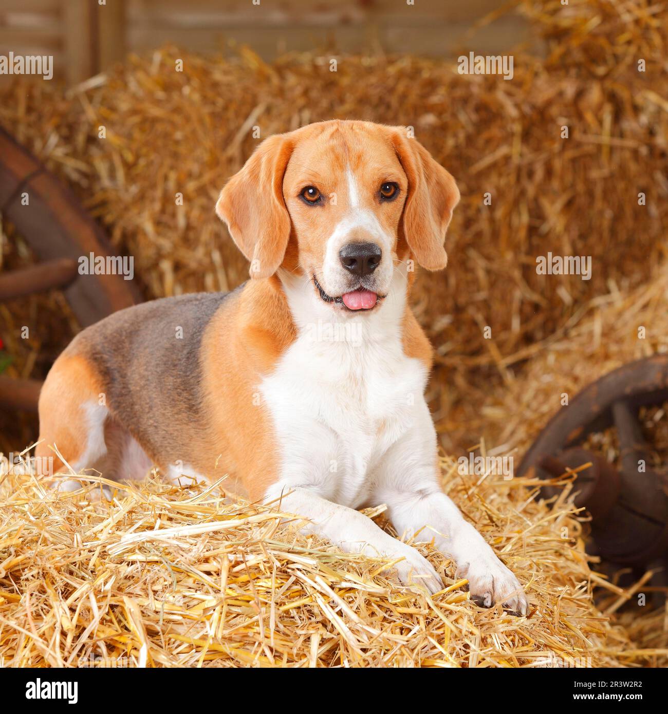 Mature beagle hi-res stock photography and images - Alamy