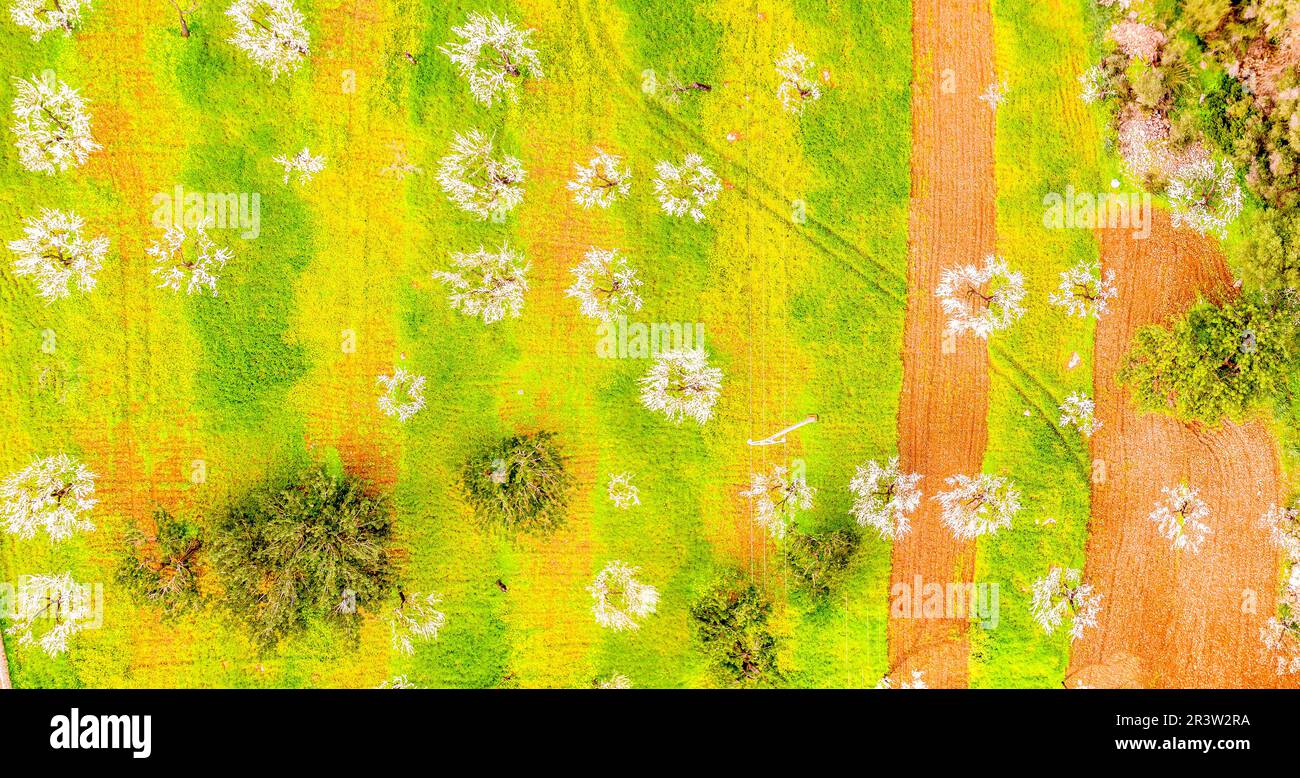 Almond trees and family hi-res stock photography and images - Alamy