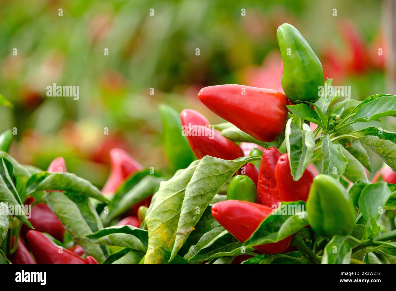 Corti tap pepper hi-res stock photography and images - Alamy