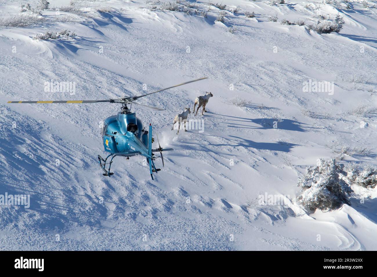Helicopter over caribous (Rangifer tarandus), mount Albert, Caribou ...