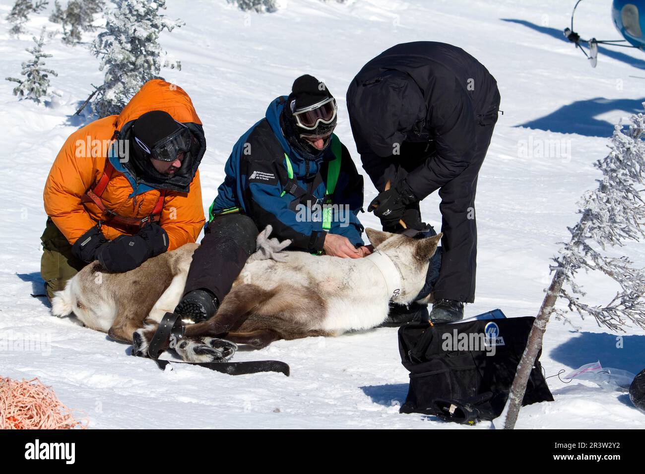A team of Quebec's minister of natural ressources and wildlife fits ...